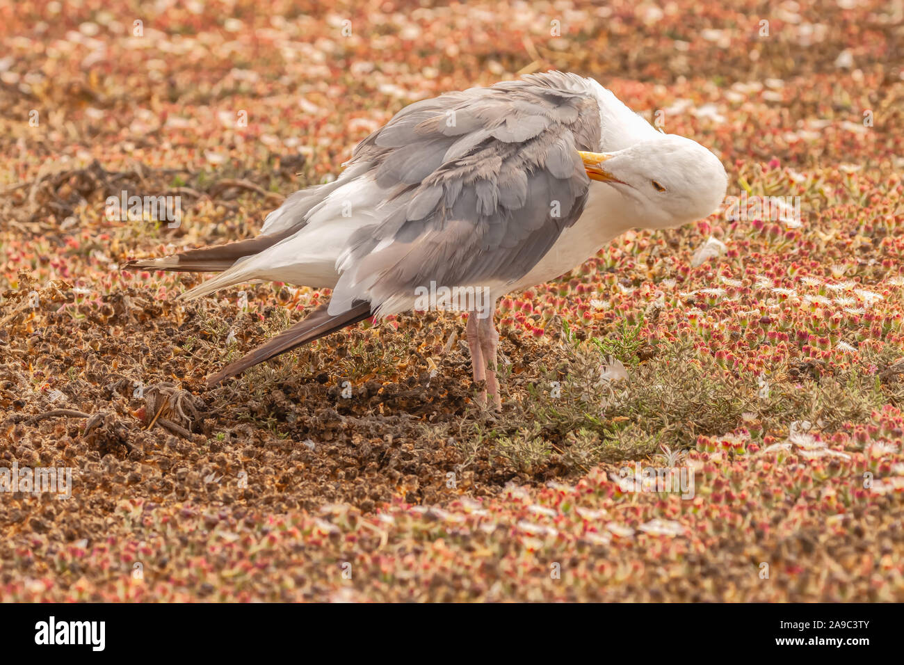 A western gull is preening its feathers, Channel Island National Park ...