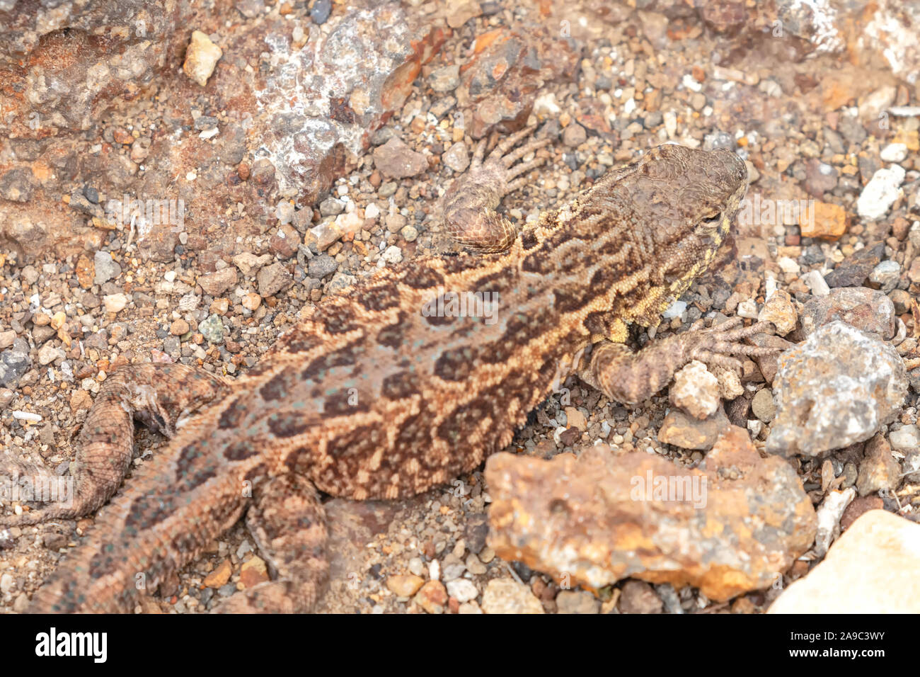 Common side blotched lizard uta stansburiana hi-res stock photography ...