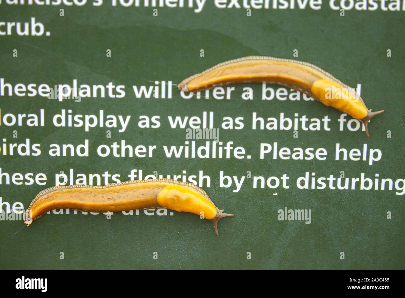 California banana slugs Ariolimax californicus, Golden Gate National ...