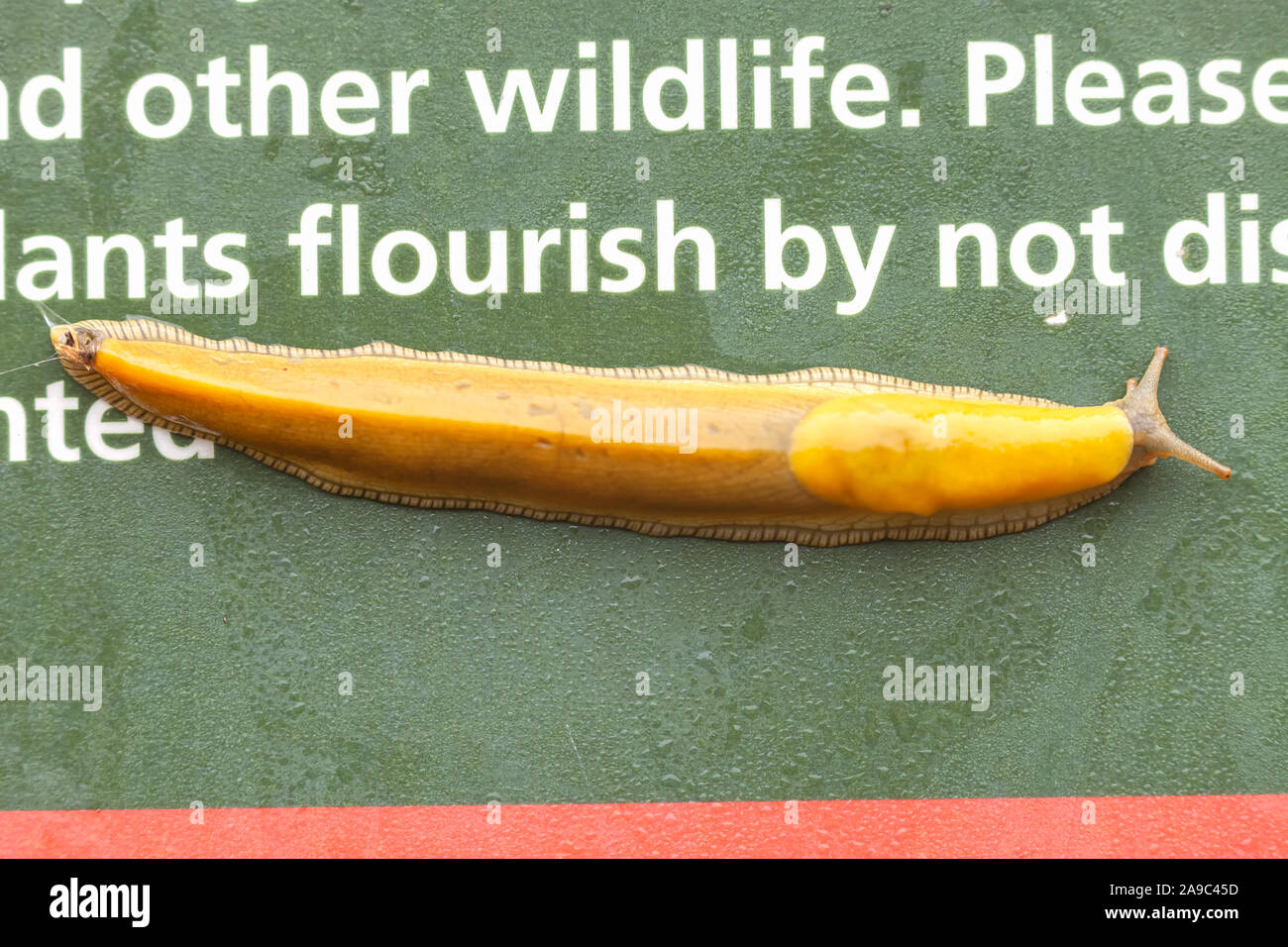 California banana slug Ariolimax californicus, Golden Gate National ...