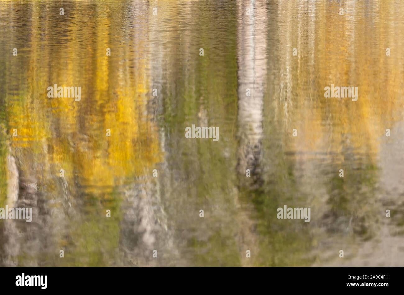 Reflections of the fall foliage on the water surface, June Lake ...