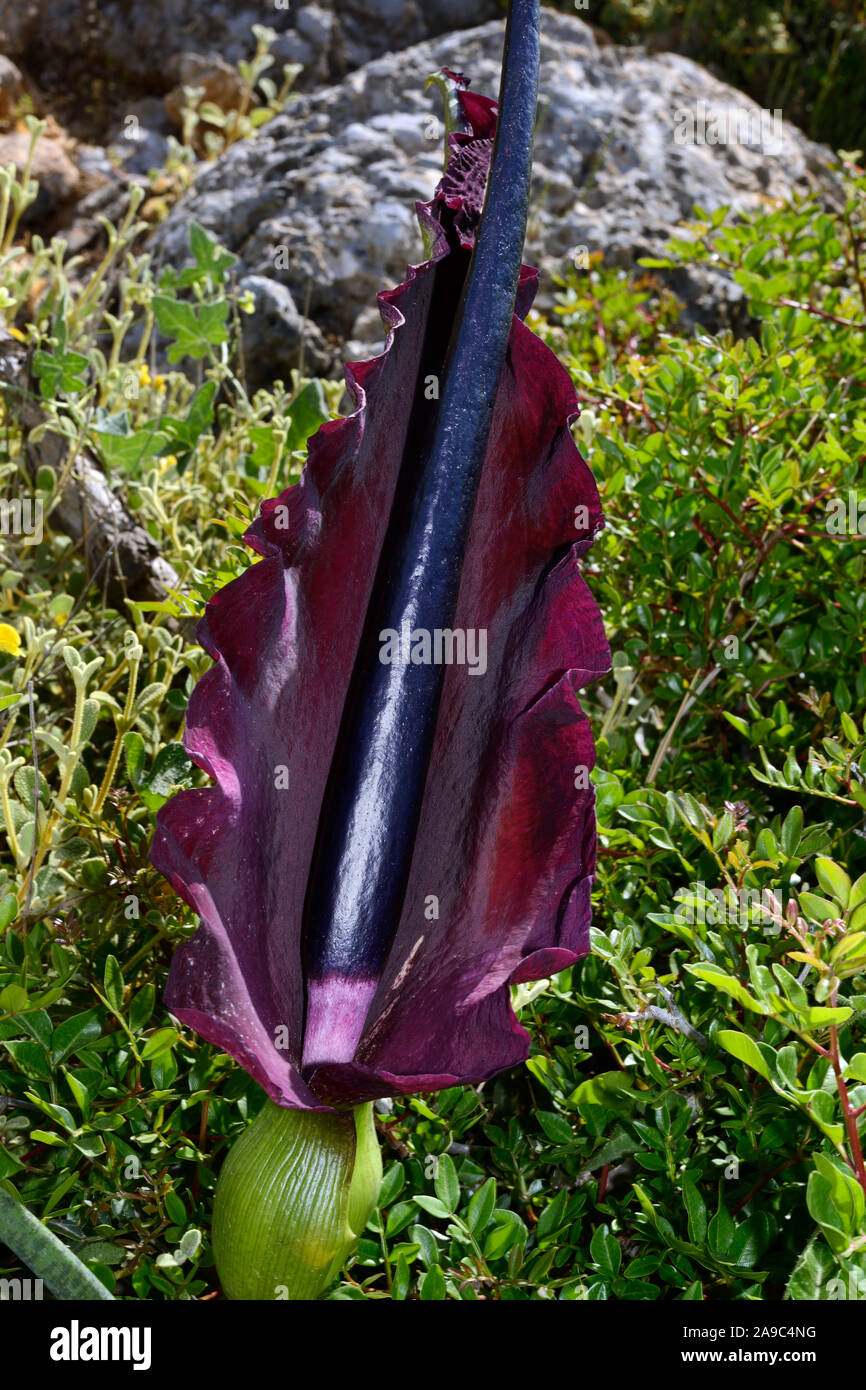 Plant native to anatolia hi-res stock photography and images - Alamy