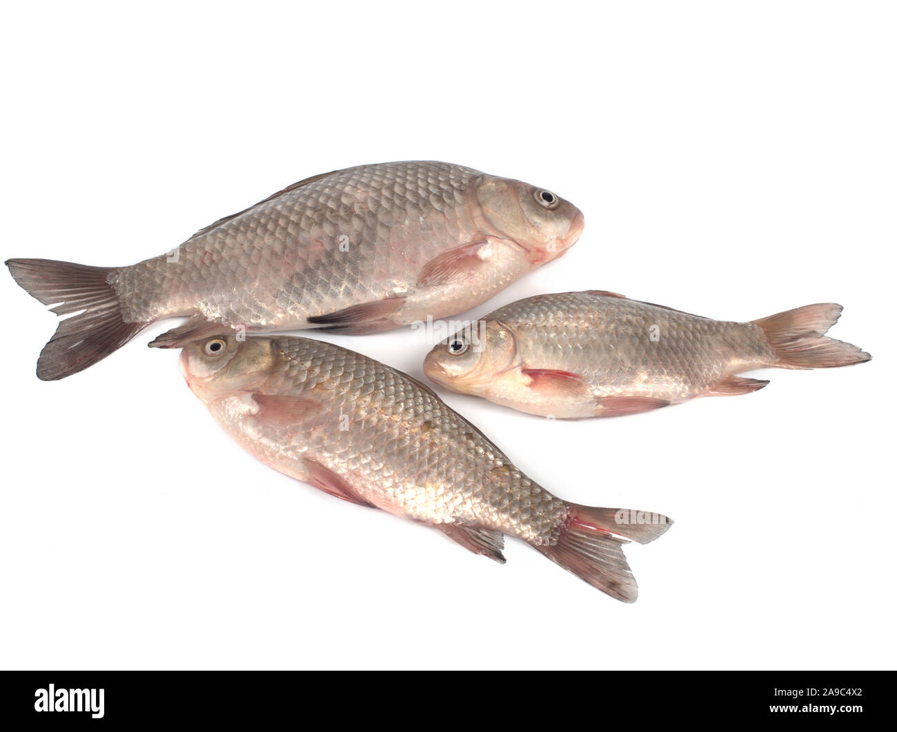 Three crucian carps on a white background Stock Photo - Alamy