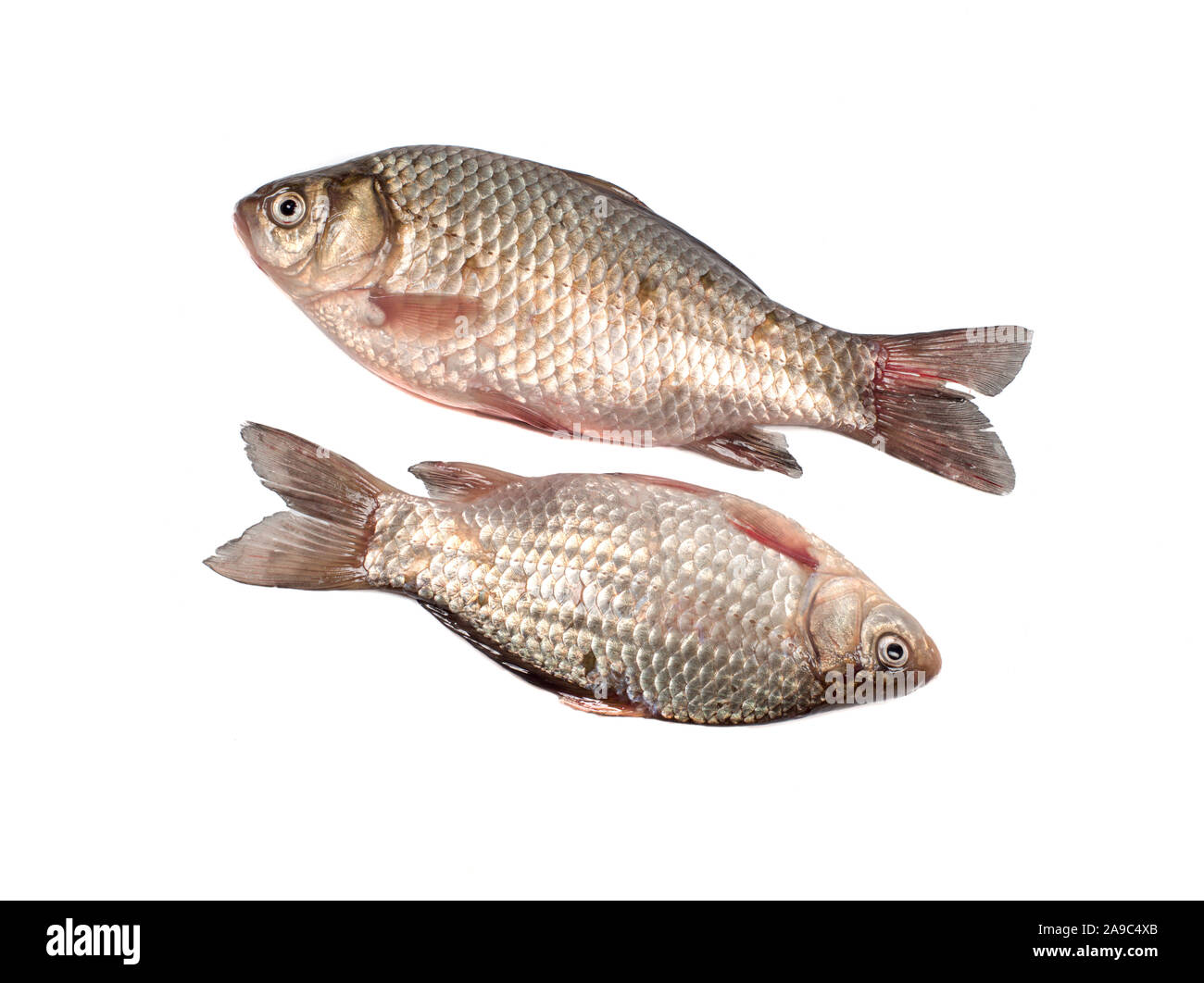 Shiny carp hi-res stock photography and images - Alamy