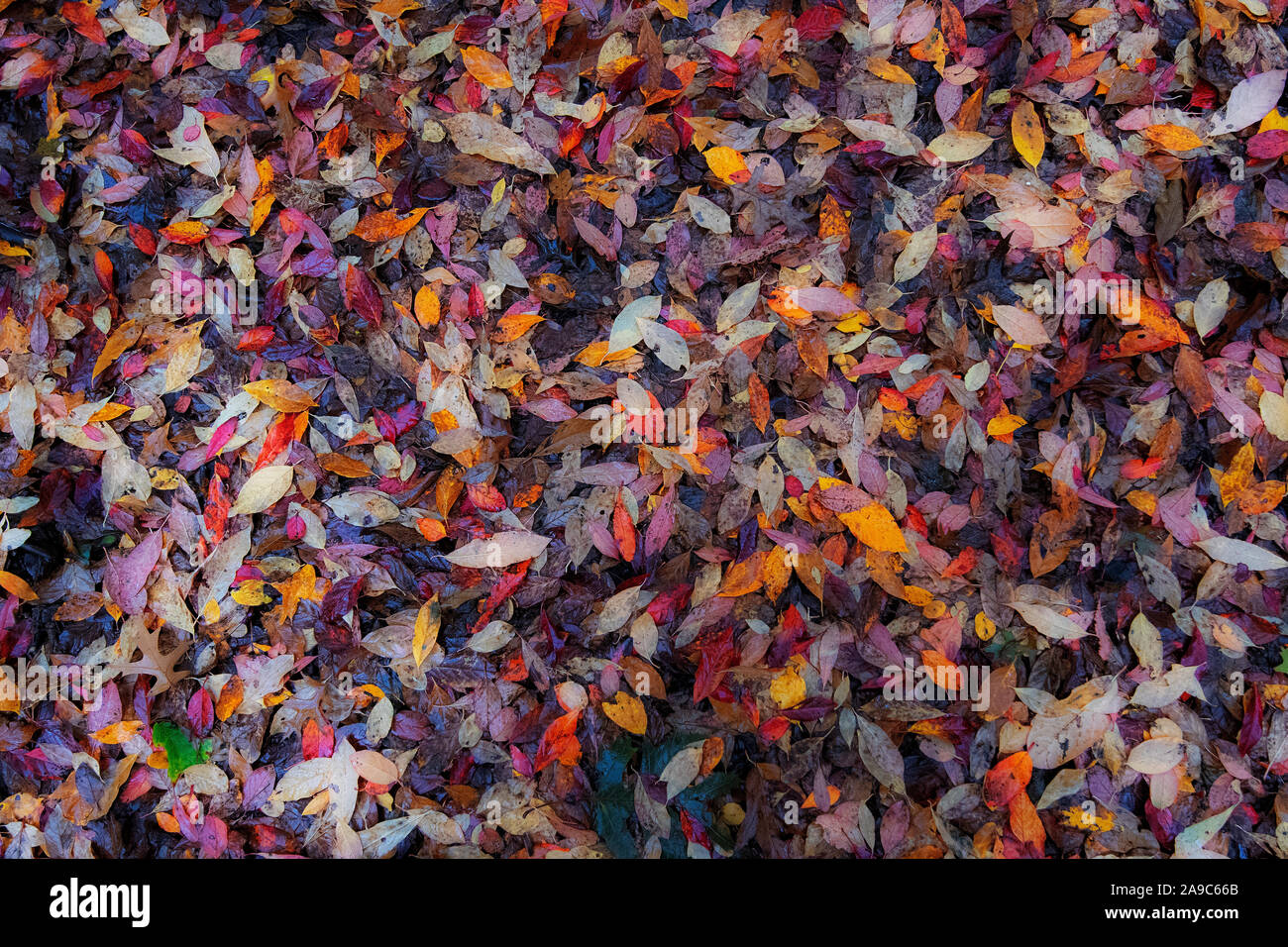 Forest floor deciduous leaf pattern in autumn Stock Photo - Alamy