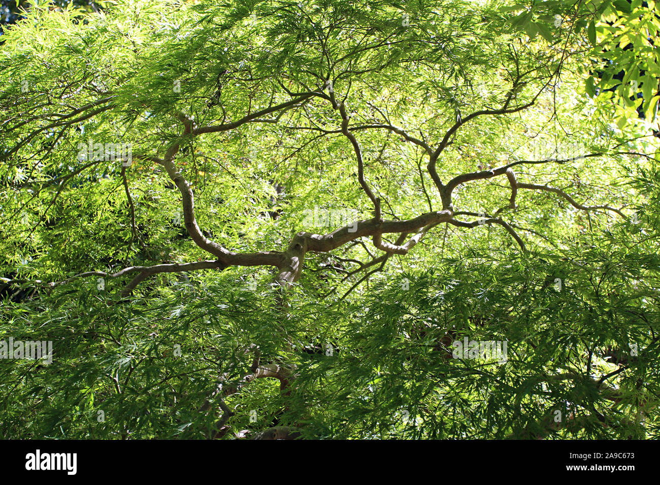 Green lace leaf japanese maple hi-res stock photography and images - Alamy