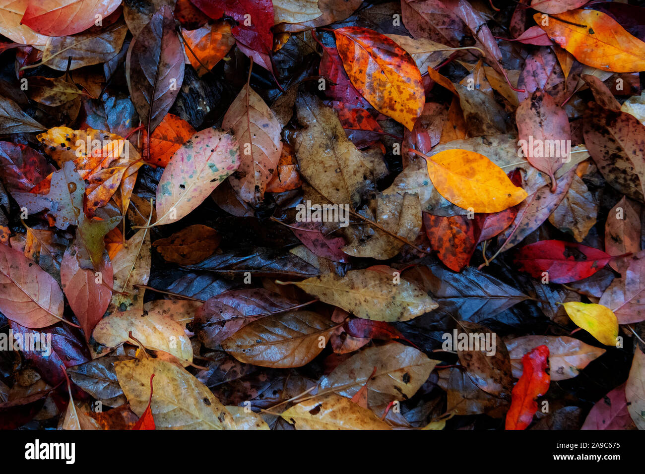 Fall leaf patterns hi-res stock photography and images - Alamy