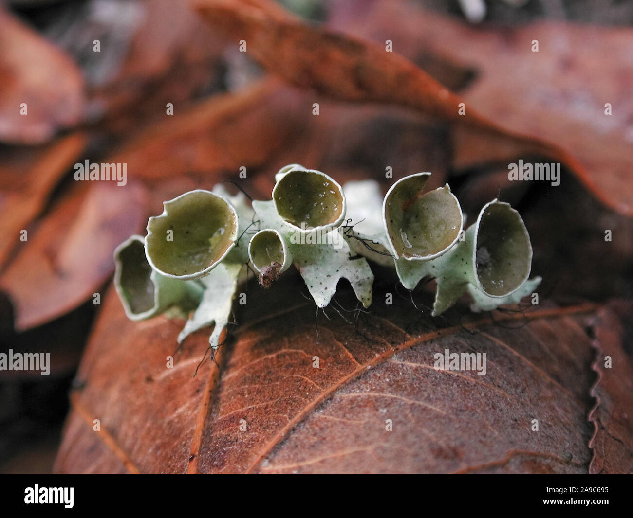 Fungi algae hi-res stock photography and images - Alamy