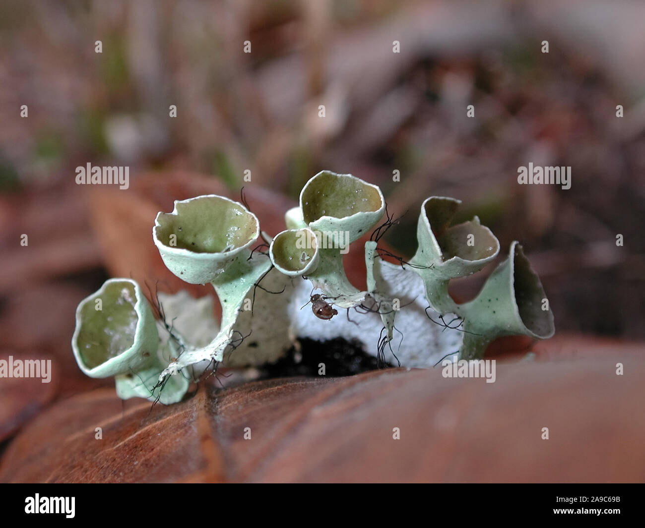 Lichens are organisms containing symbiotic relationships or colonies of ...