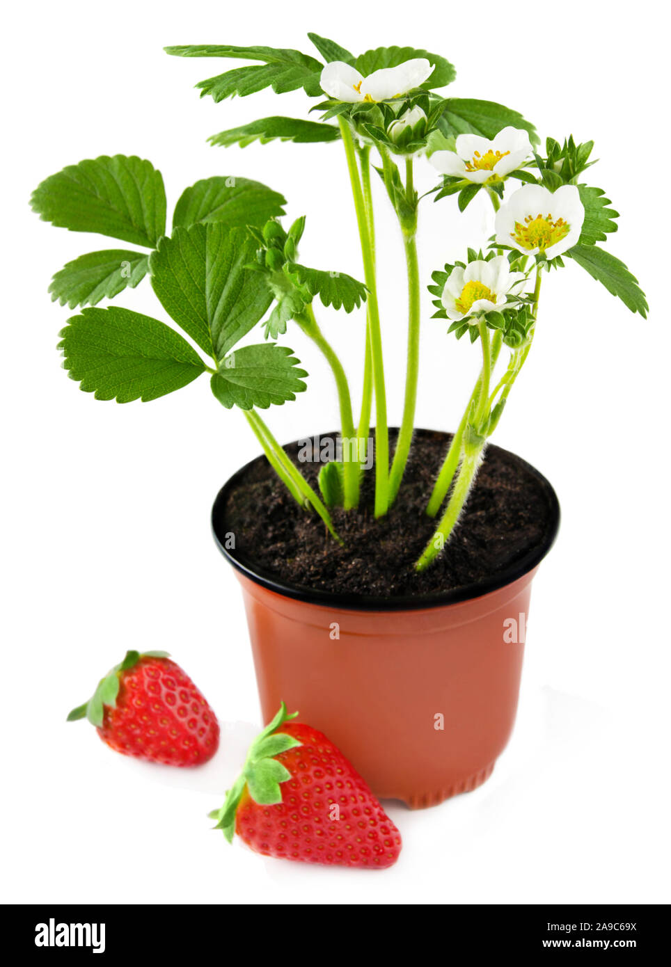 Planting Strawberry High Resolution Stock Photography and Images - Alamy