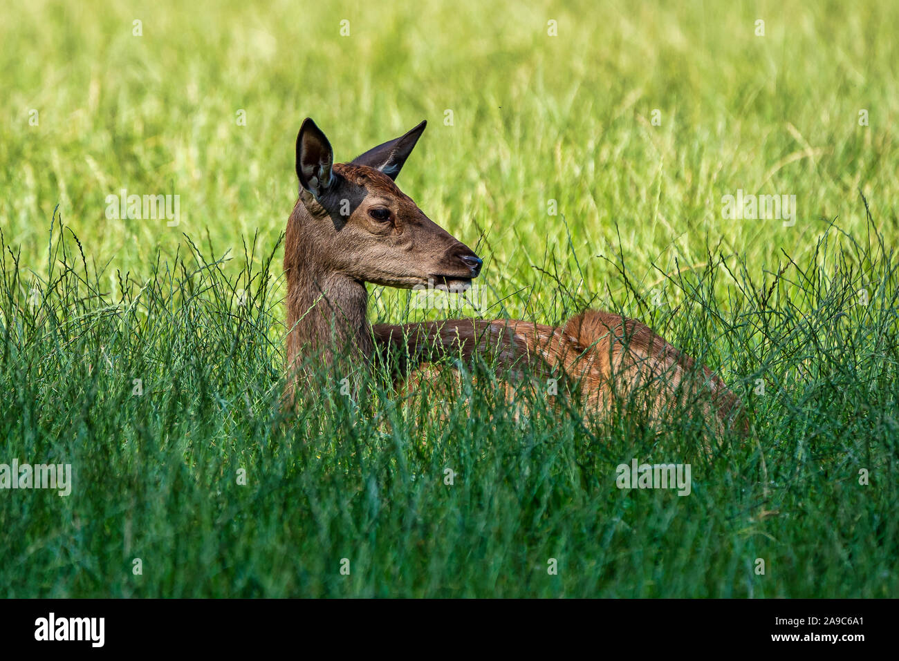 Roe Deer, Capreolus capreolus lives mostly in Germany and France Stock ...