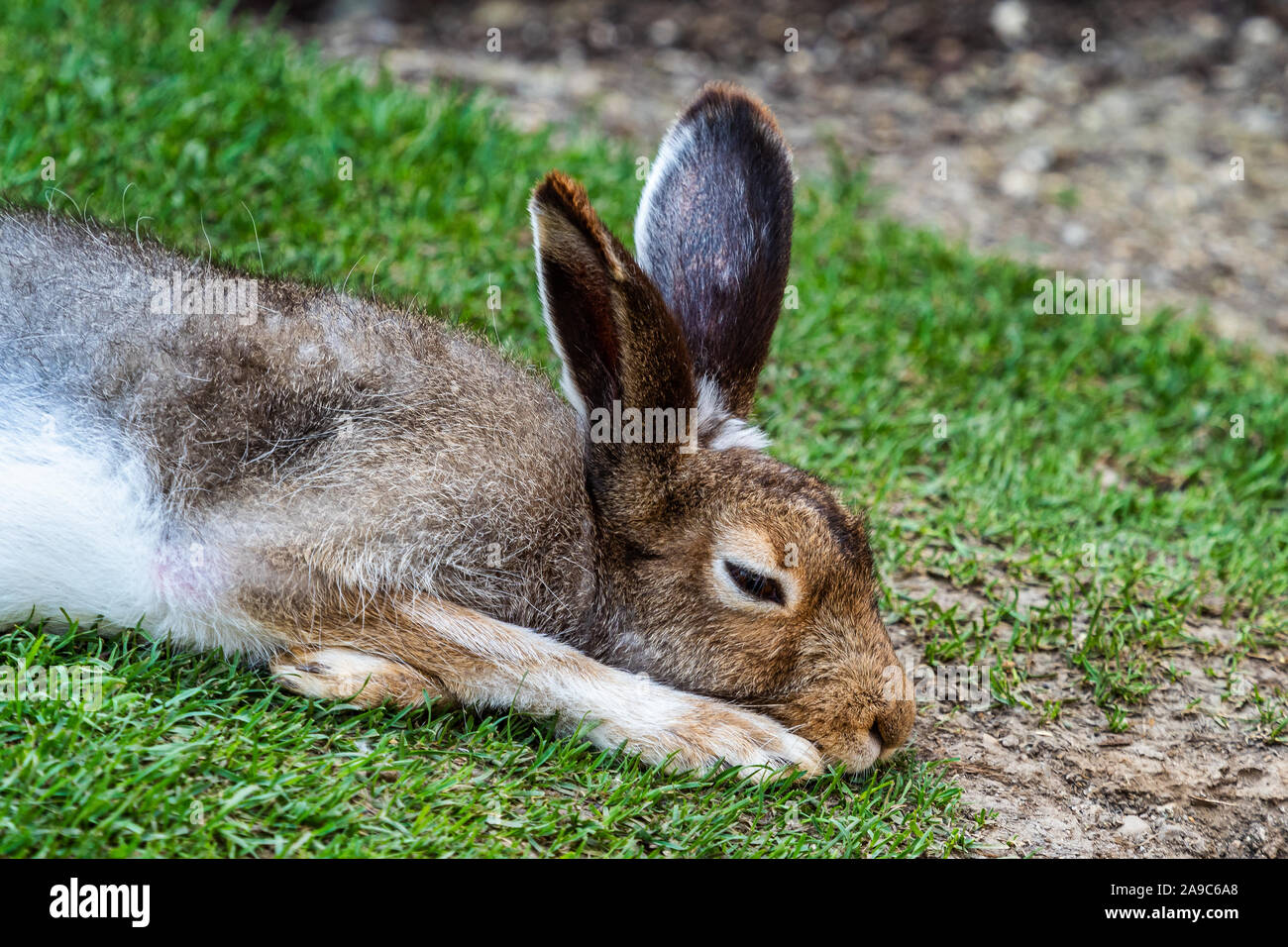 Mountain hare, Lepus timidus, also known as the white hare Stock Photo ...