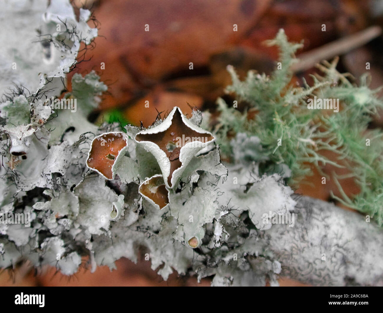 Lichens are organisms containing symbiotic relationships or colonies of ...