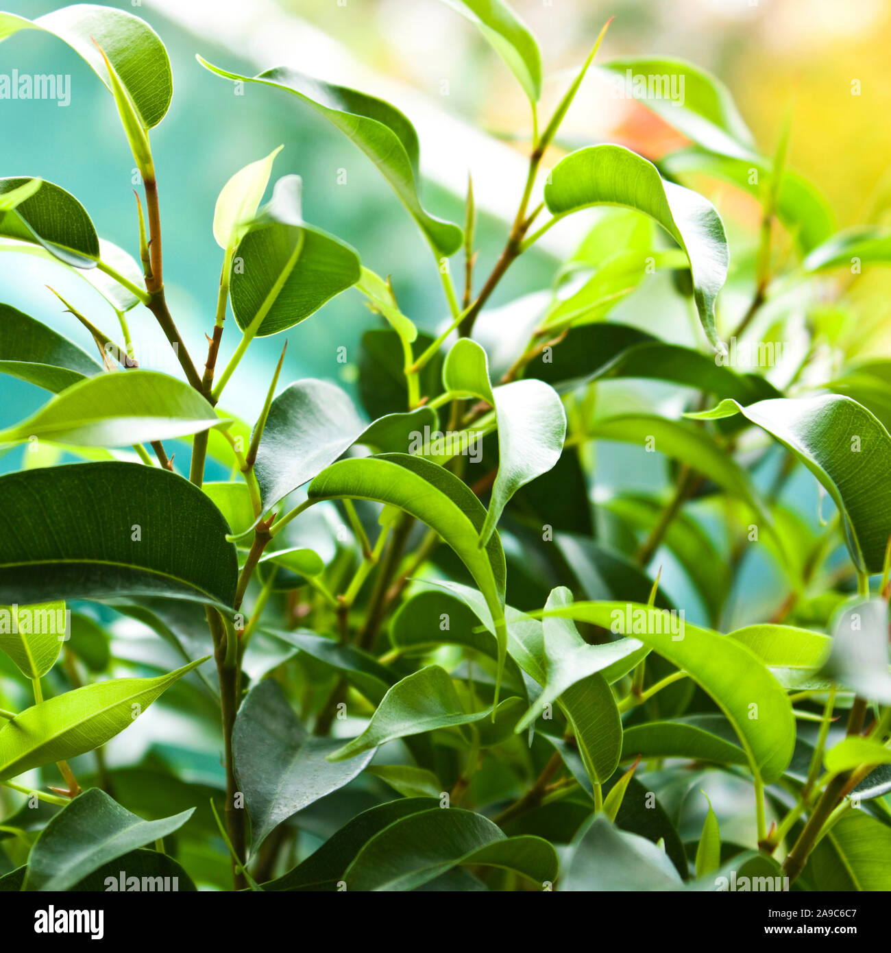 Ficus benjamina plant weeping fig close up Stock Photo - Alamy