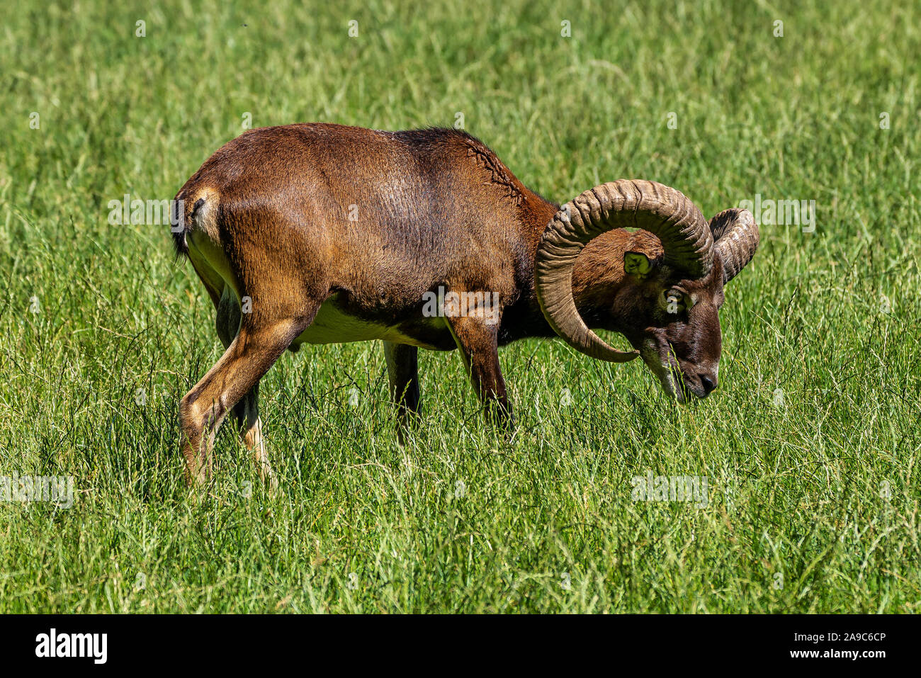 European mouflon, Ovis orientalis musimon. Wildlife animal Stock Photo ...