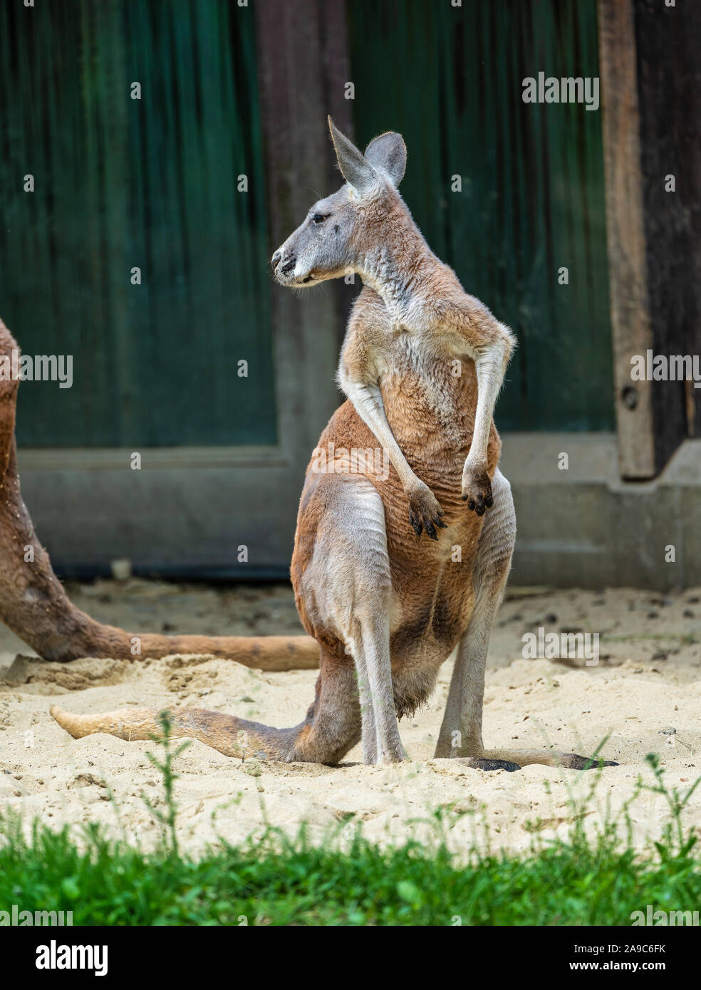 Red kangaroo, Macropus rufus in a german zoo Stock Photo - Alamy