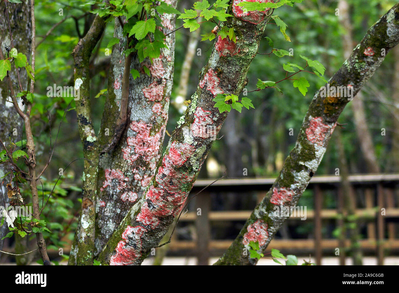 Lichens are organisms containing symbiotic relationships or colonies of ...