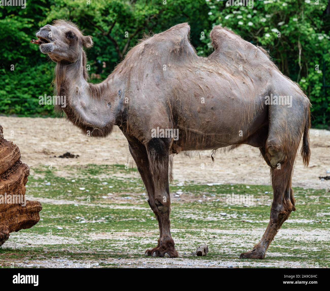 Camelus ferus bactrianus bactrian domestic hi-res stock photography and ...