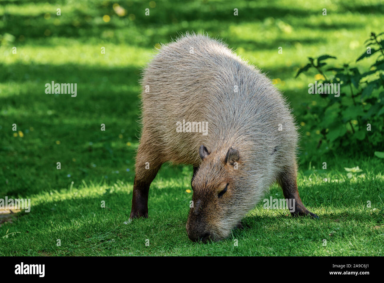 Capybara, Hydrochoerus hydrochaeris grazing on fresh green grass Stock ...