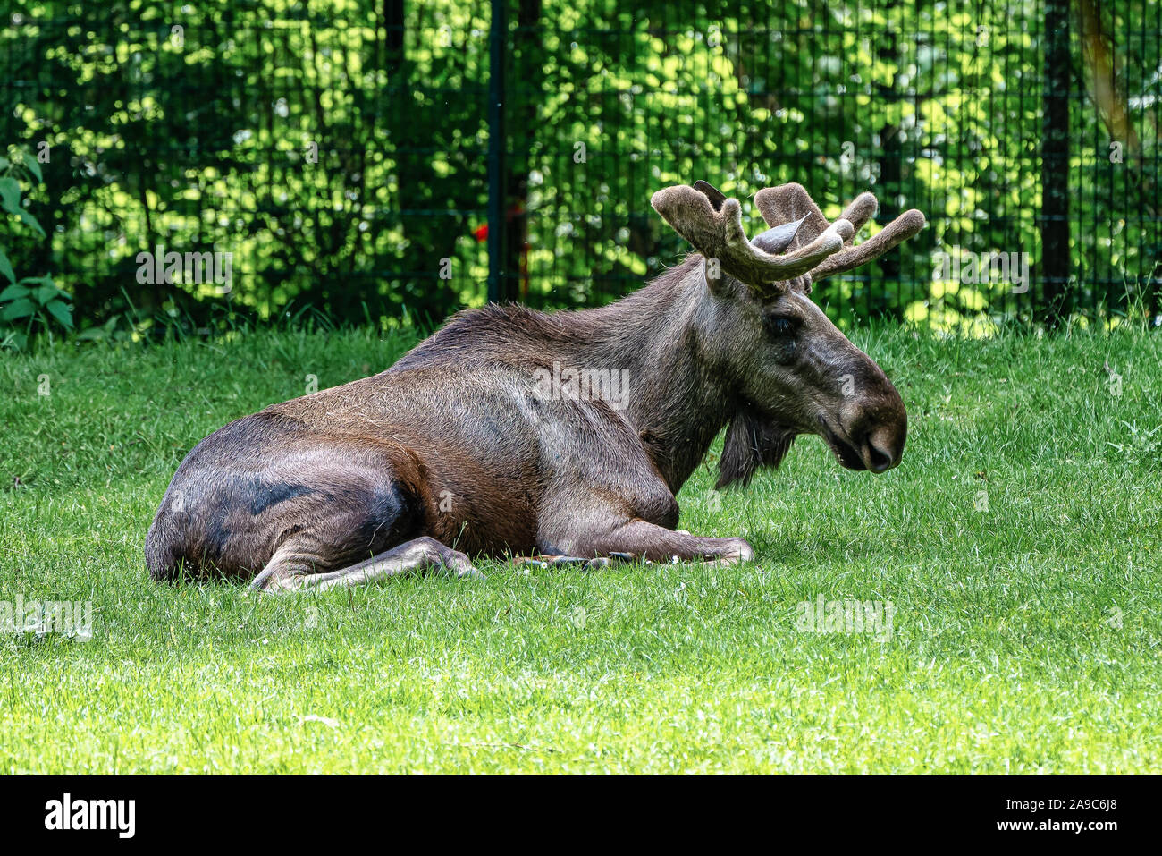 European Moose, Alces alces, also known as the elk Stock Photo - Alamy