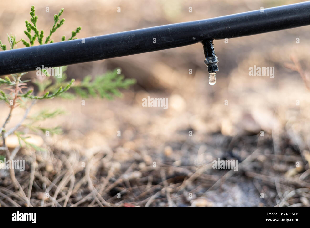 Drip Irrigation System Close Up Stock Photo - Alamy