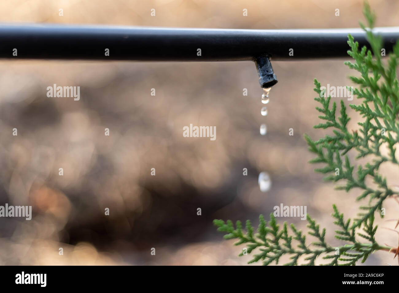 Drip Irrigation System Close Up Stock Photo - Alamy