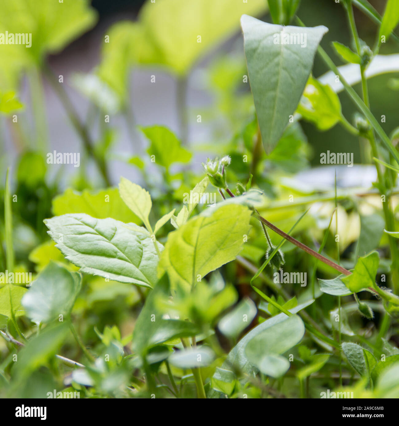 Common garden variety weed hi-res stock photography and images - Alamy