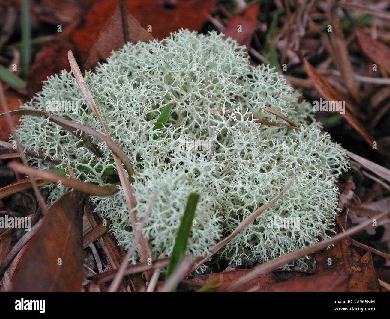 Lichens are organisms containing symbiotic relationships or colonies of ...