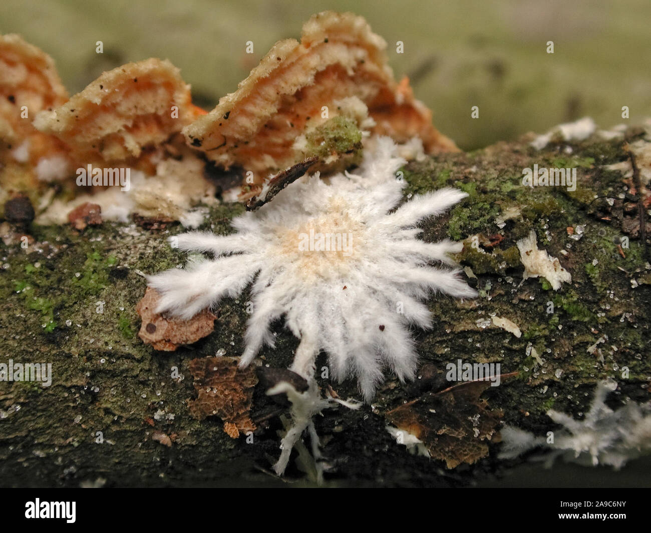 Fruticose Lichens High Resolution Stock Photography and Images - Alamy