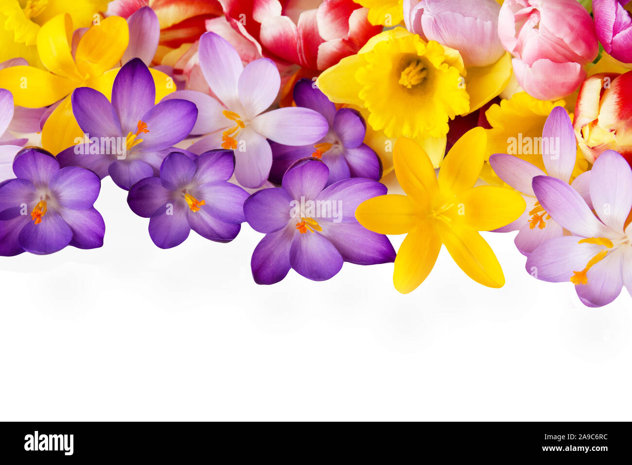 Springtime flowers isolated against white background Stock Photo - Alamy