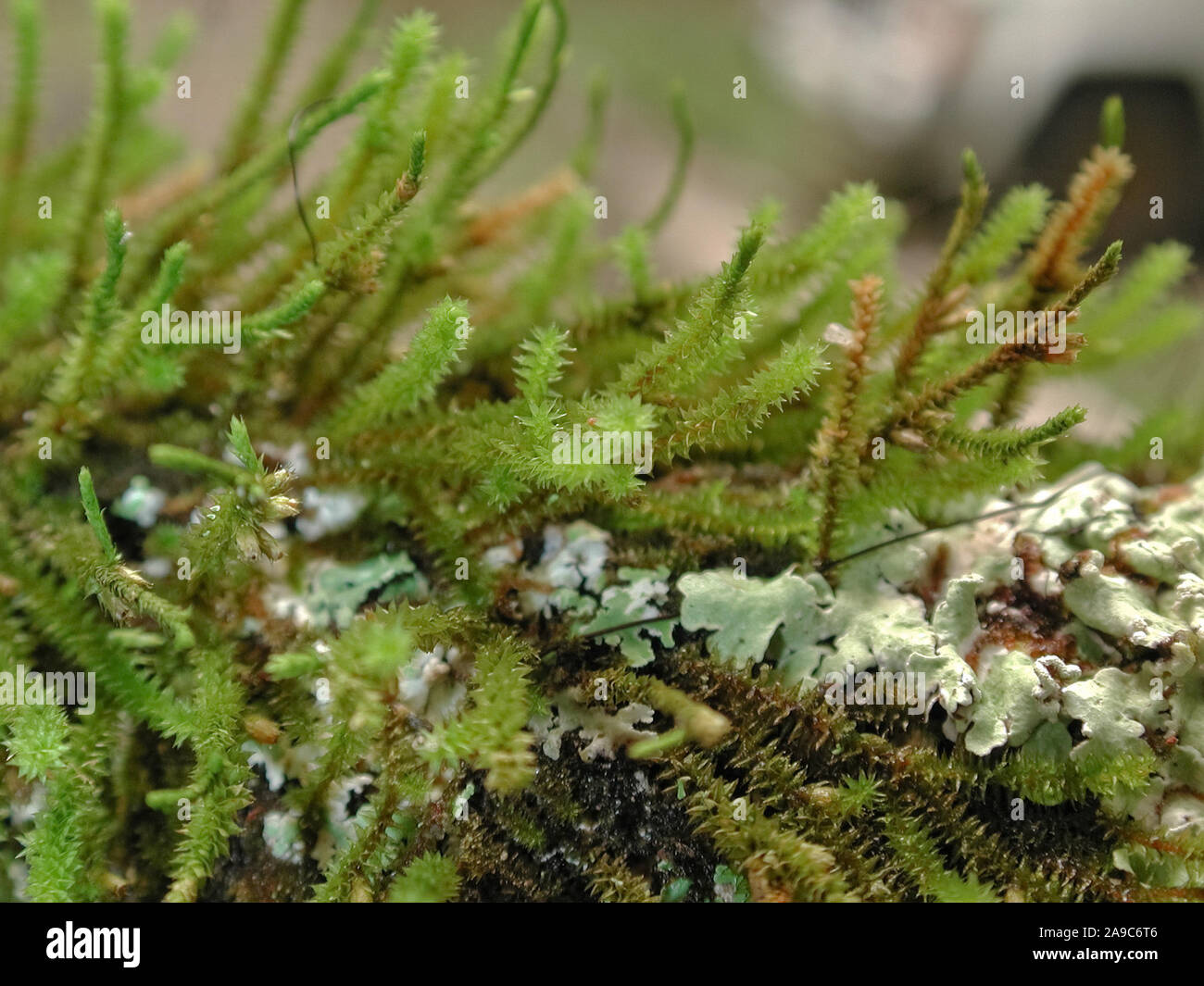 Lichens are organisms containing symbiotic relationships or colonies of ...