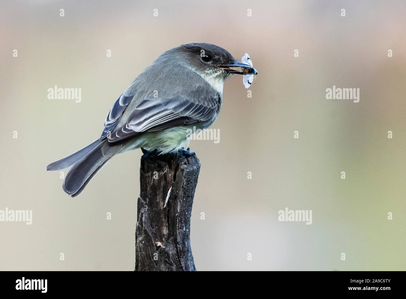 Insect migration hi-res stock photography and images - Alamy