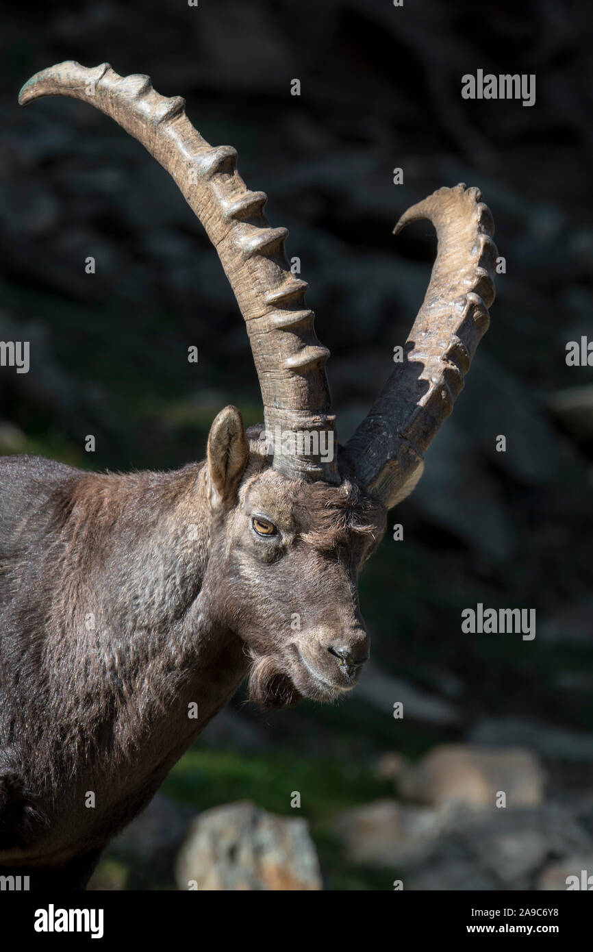Large horns hi-res stock photography and images - Alamy