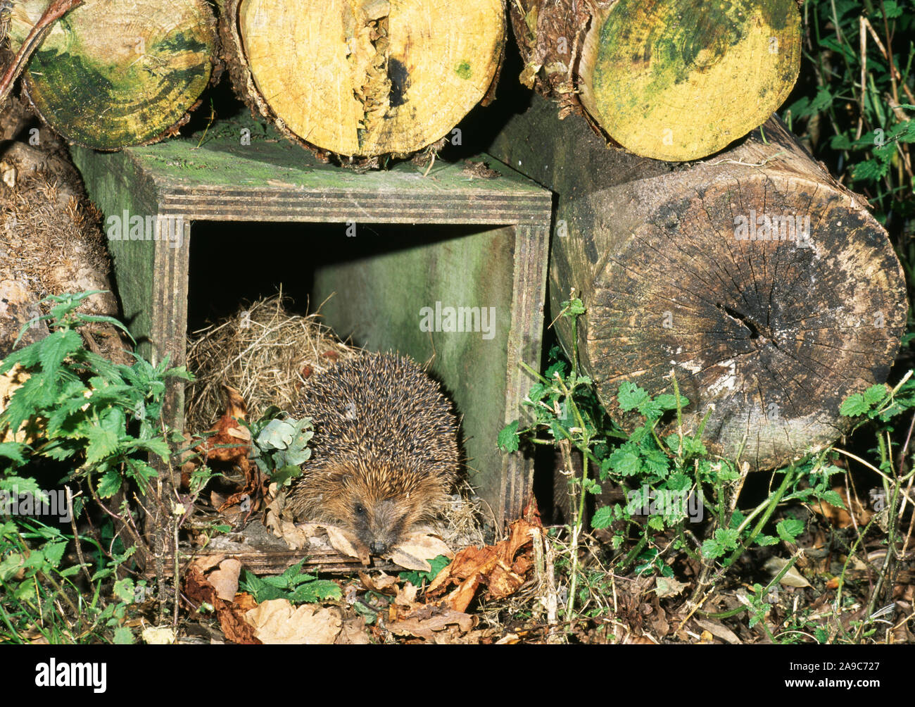 HEDGEHOG Erinaceus europaeus emerging from tunnel entrance of nesting ...