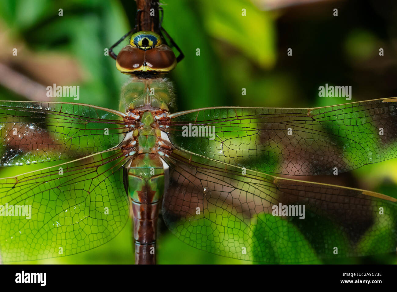 Female green hi-res stock photography and images - Alamy