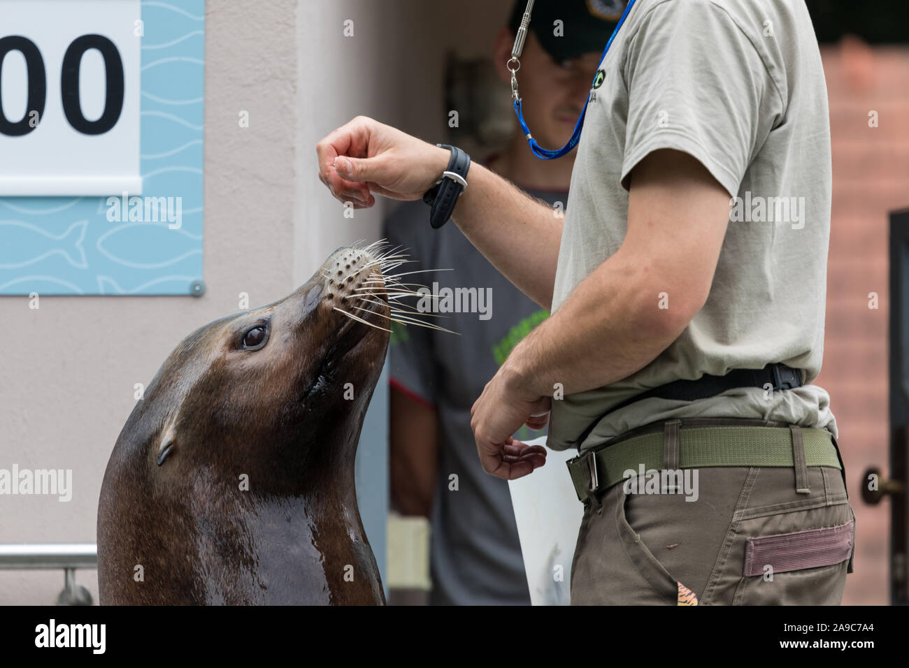 Feeding lion zoo keeper hi-res stock photography and images - Alamy