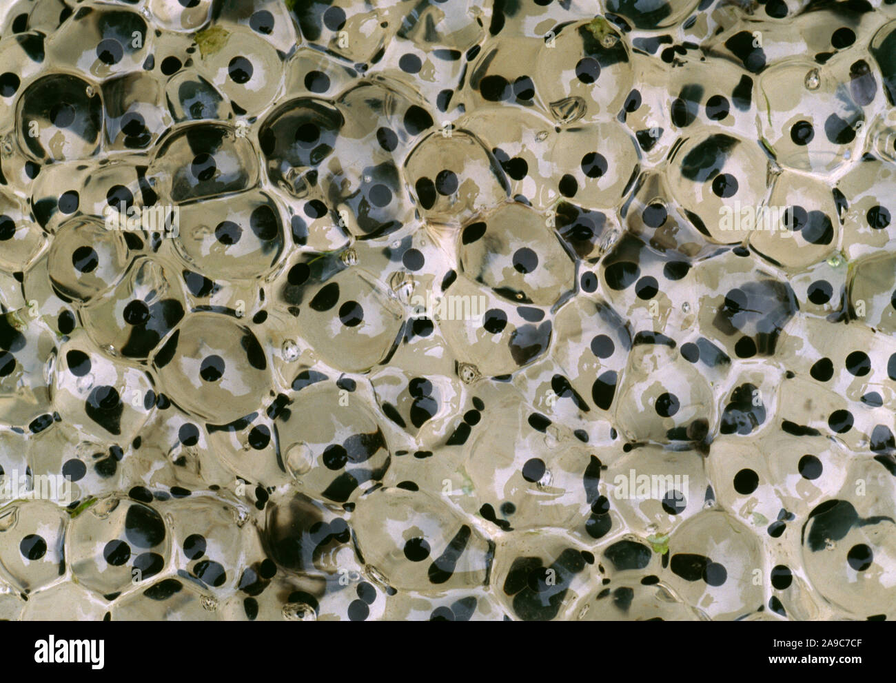 COMMON FROG spawn Rana temporaria section of spawn 24 hours after ...