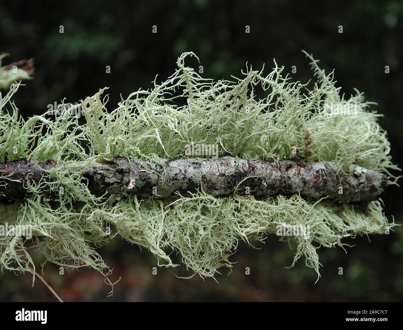 Symbiotic relationships hi-res stock photography and images - Alamy