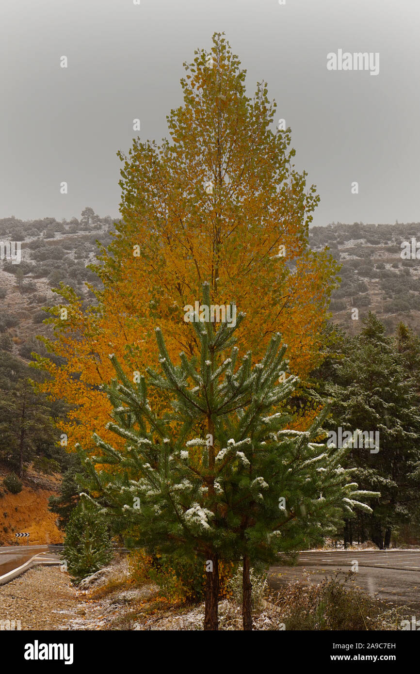 A pine tree in front of a yellow autumnal tree with a dusting of snow ...