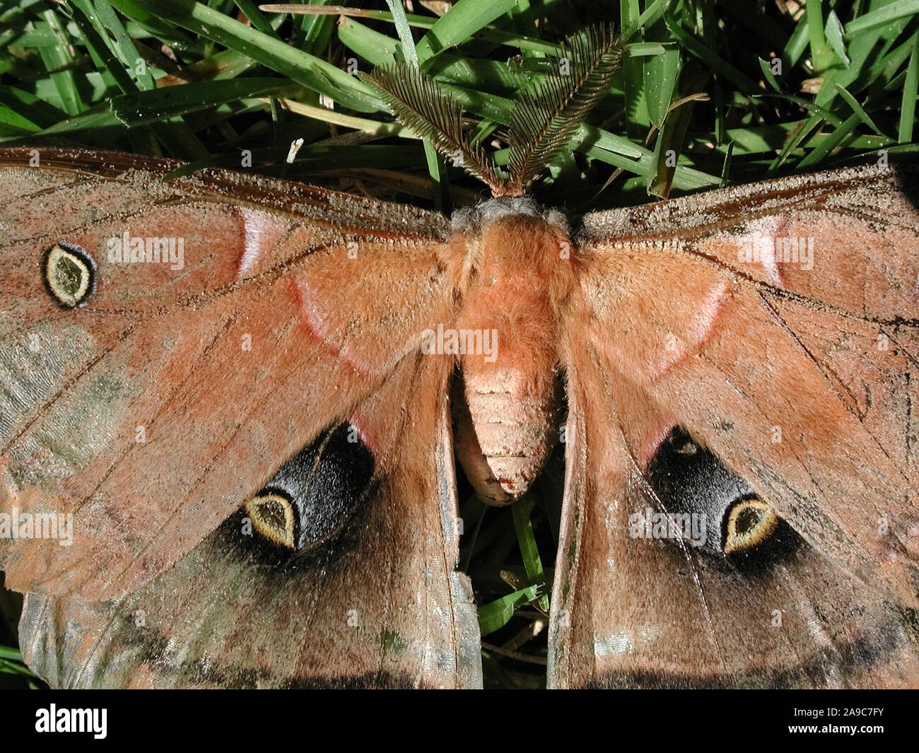 moth in grass Ft. White Florida polyphemus moth Antheraea polyphemus ...