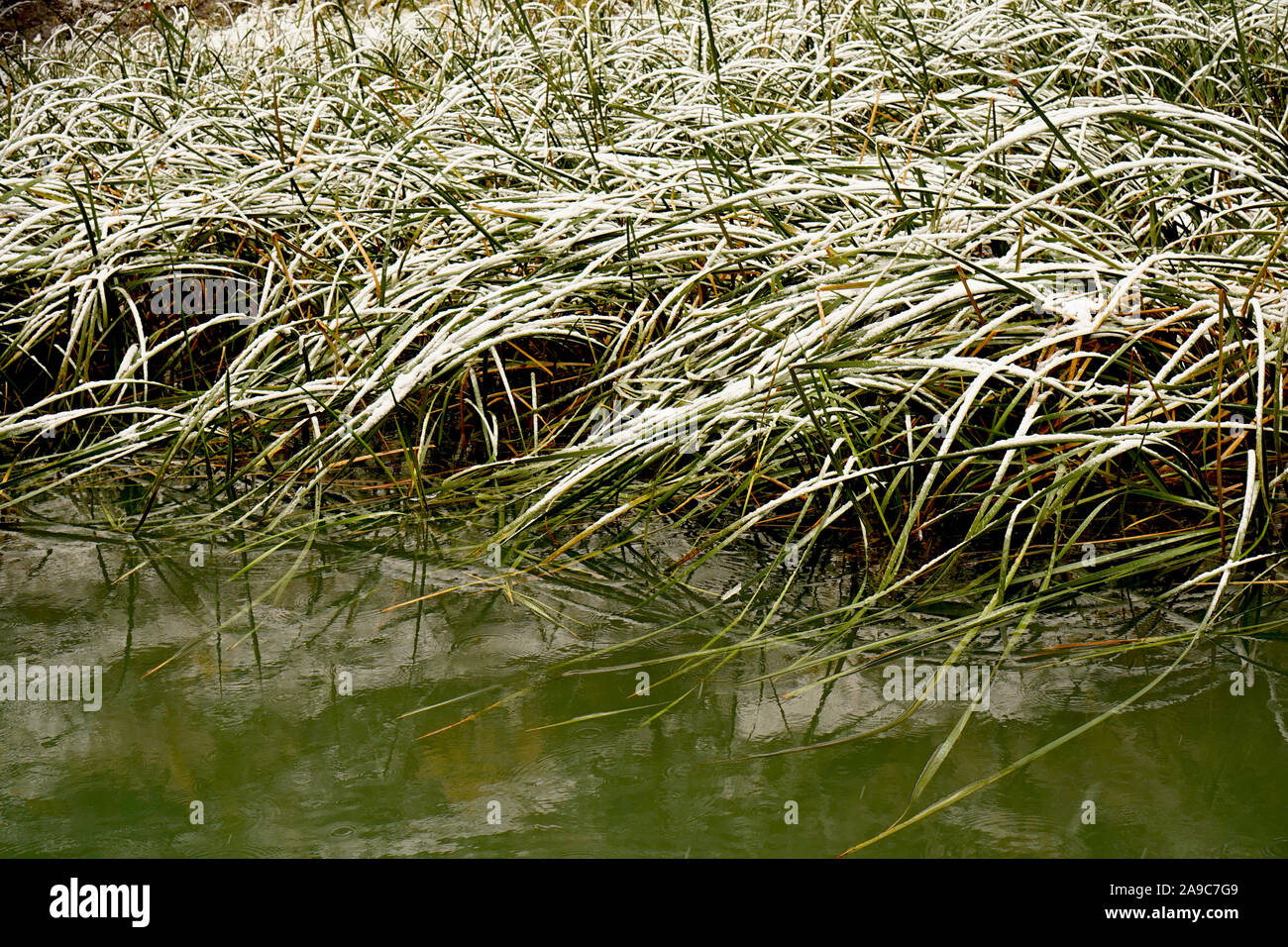 Pond grass hi-res stock photography and images - Alamy