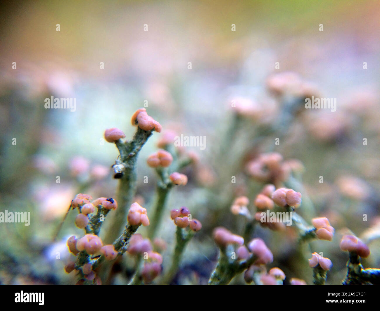 Lichen close-up background with beautiful macro plant leaves Stock ...