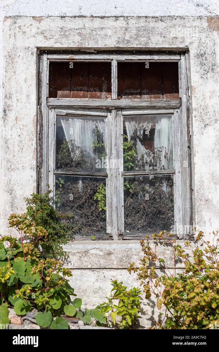 old window of abandoned house in ruins with vegetation invading it ...