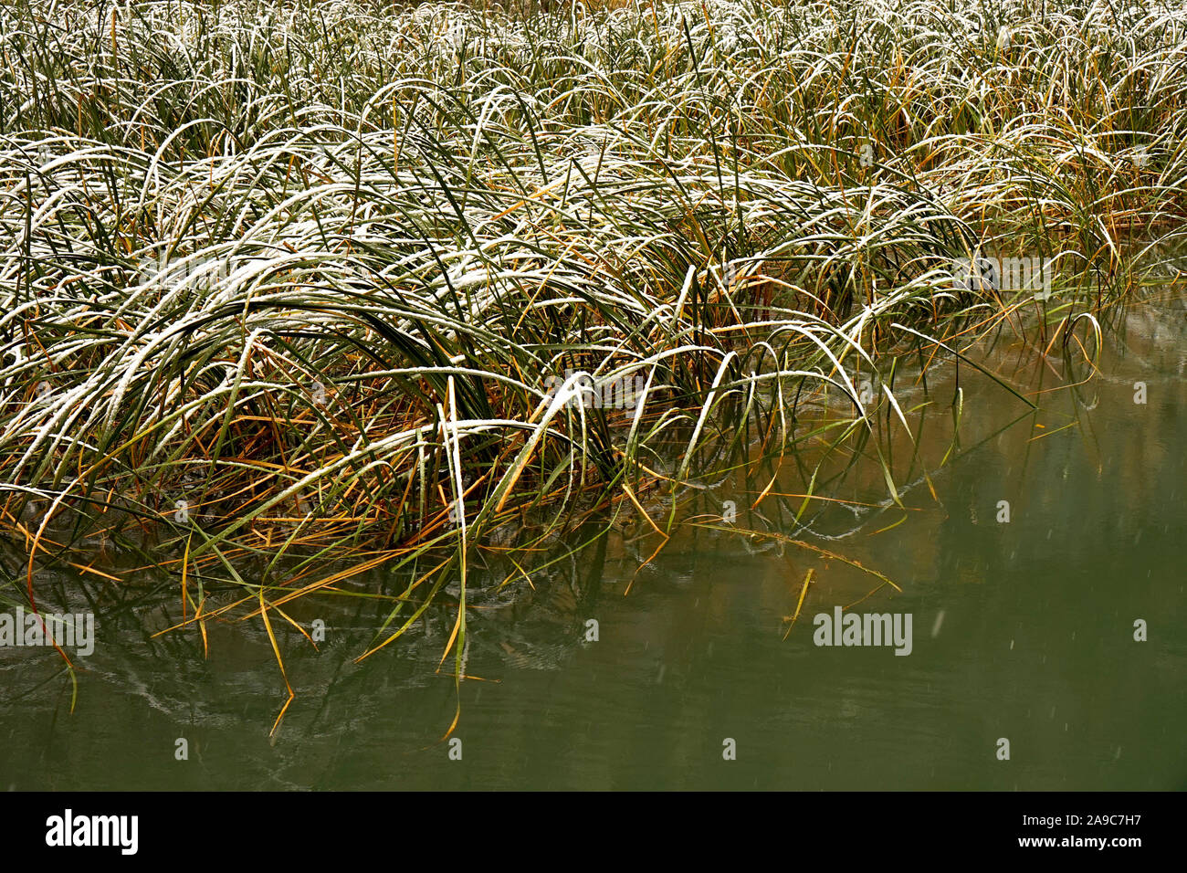 Water snow grass hi-res stock photography and images - Alamy
