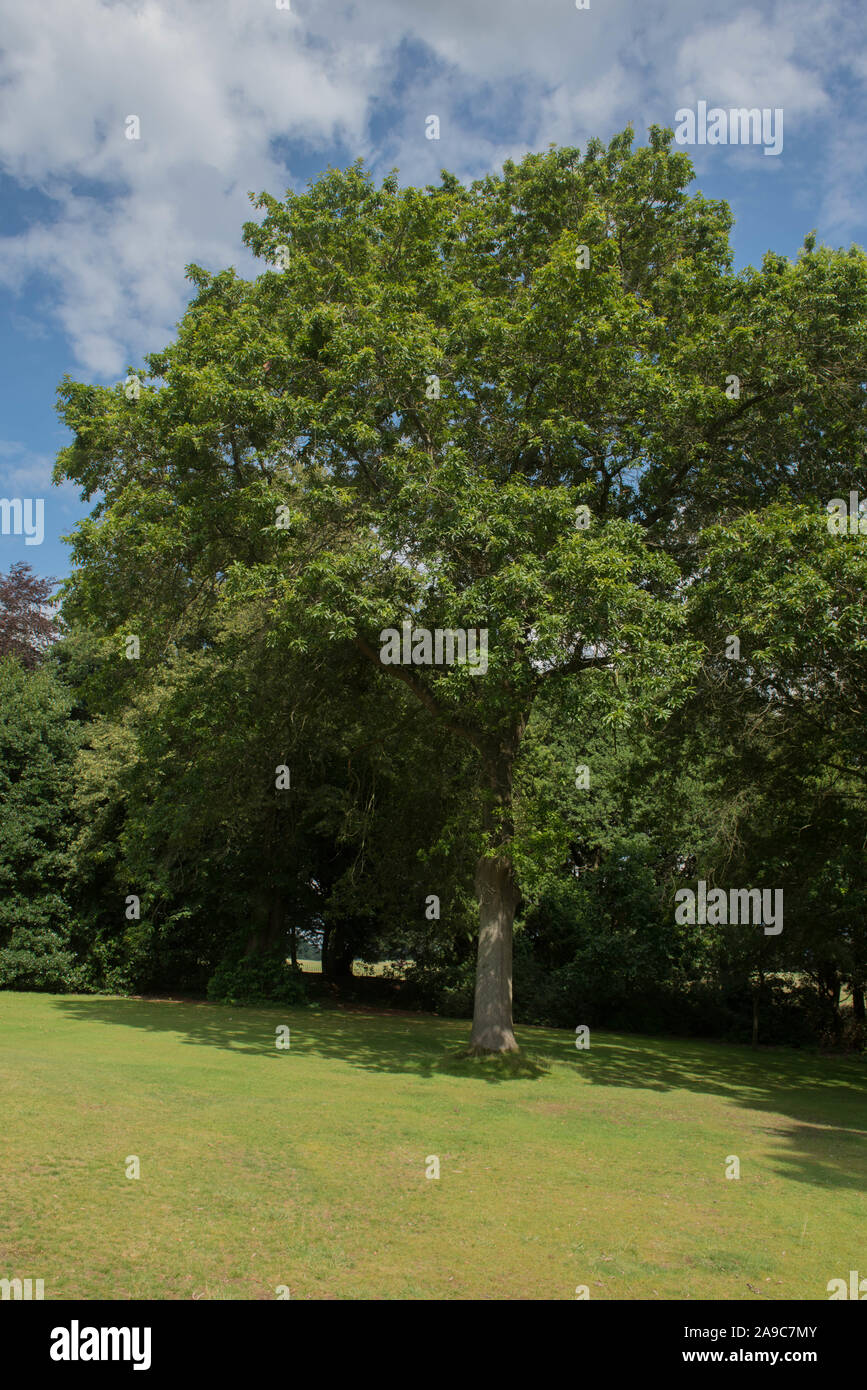 Summer Foliage of the Deciduous Shingle or Laurel Oak Tree (Quercus ...