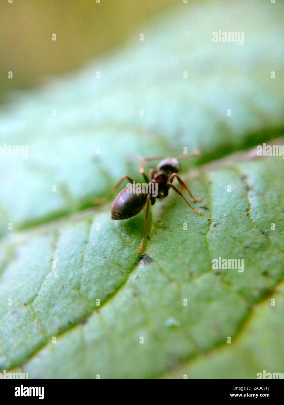 Ant sitting on the zoomed green leaf with blurred edges Stock Photo - Alamy