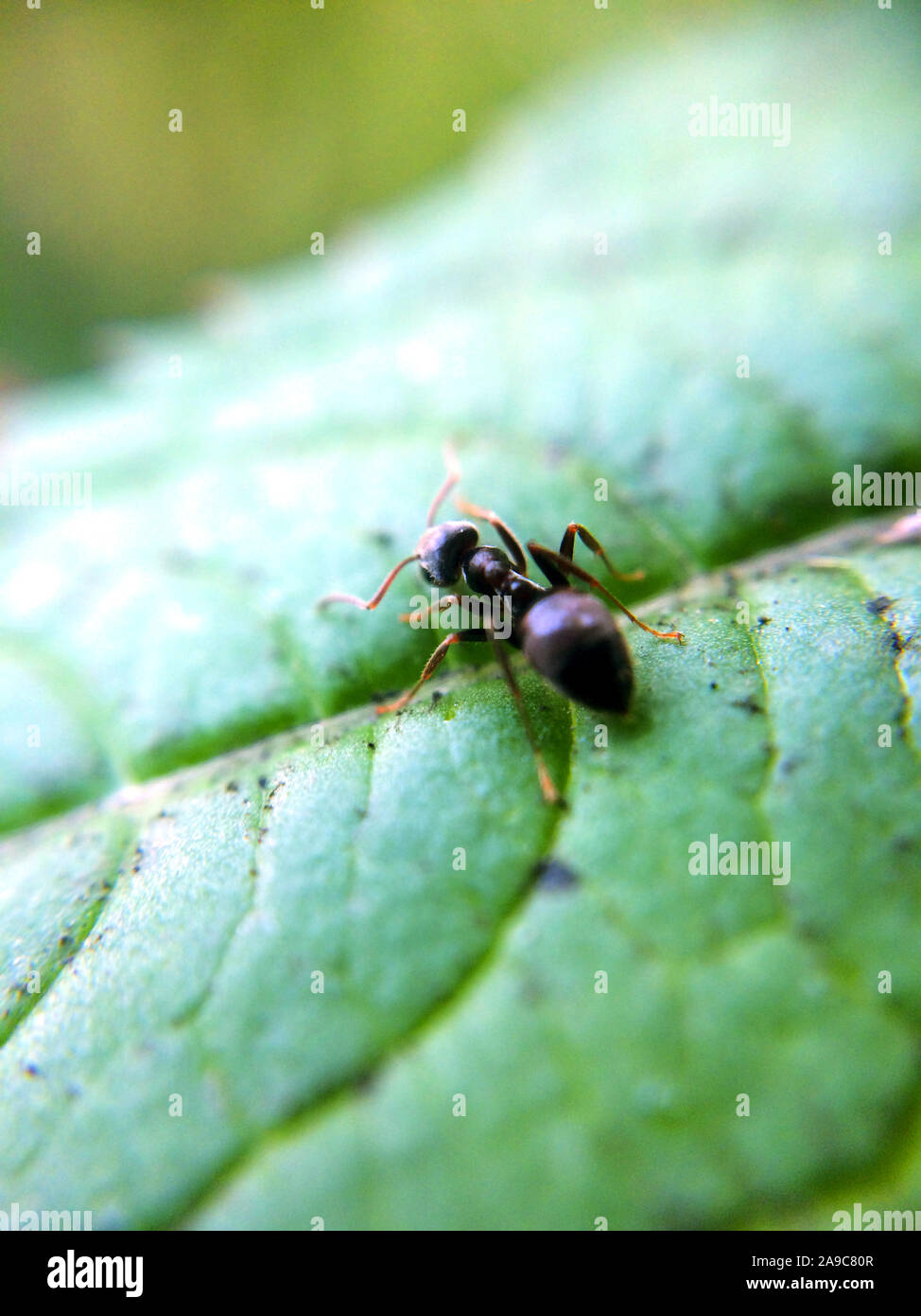 Ant sitting on the zoomed green leaf with blurred edges Stock Photo - Alamy