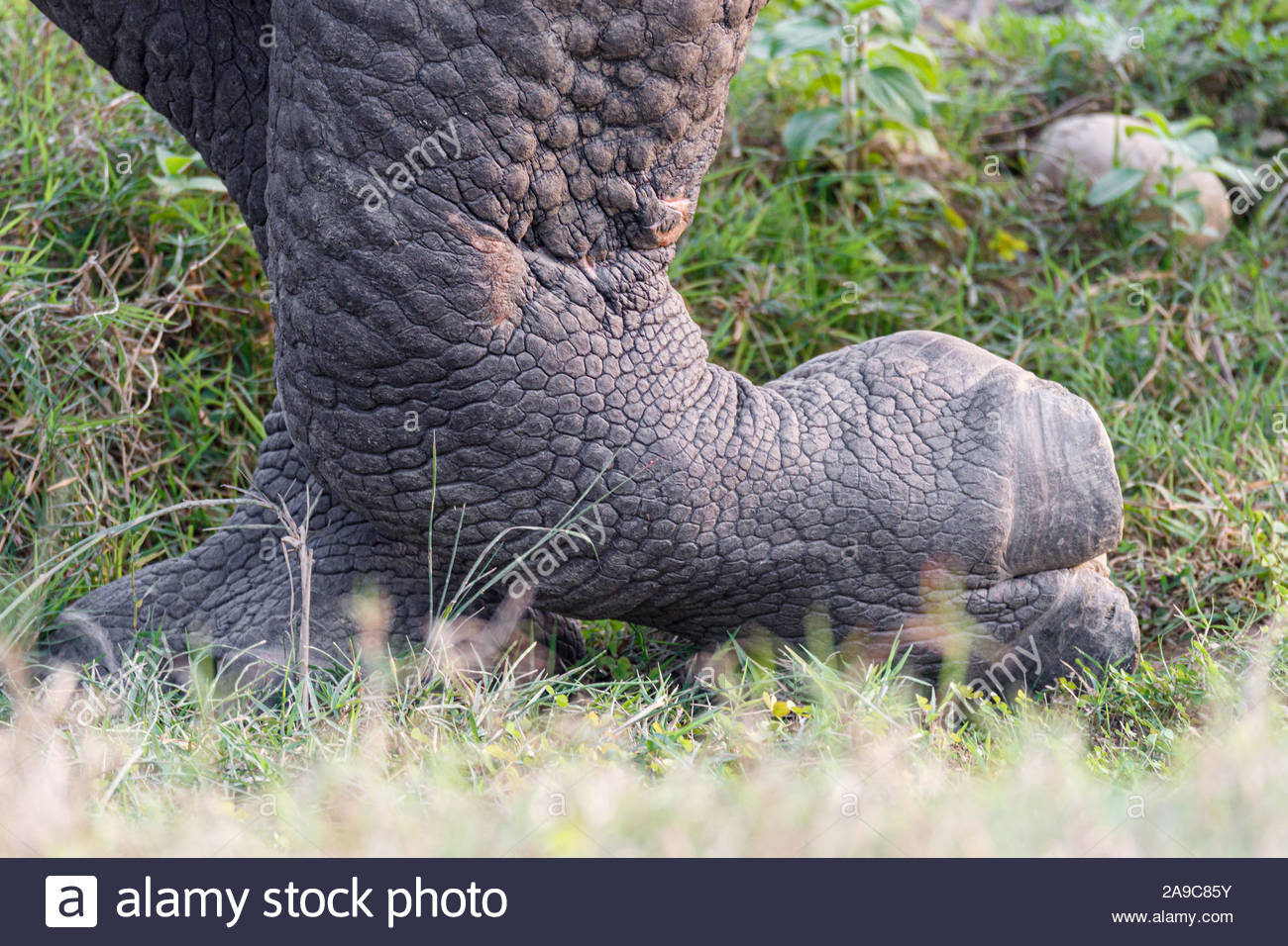 Nepal Indian Rhinoceros High Resolution Stock Photography and Images ...