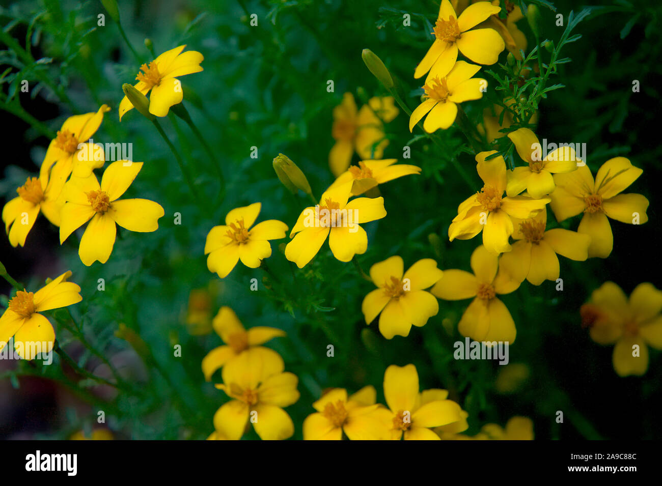 Lemon gem hi-res stock photography and images - Alamy