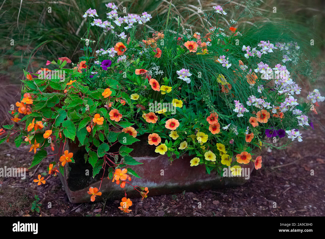 Calibrachoa Cabaret Deep Yellow, Calibrachoa 'Coral Reef', Calibrachoa ...